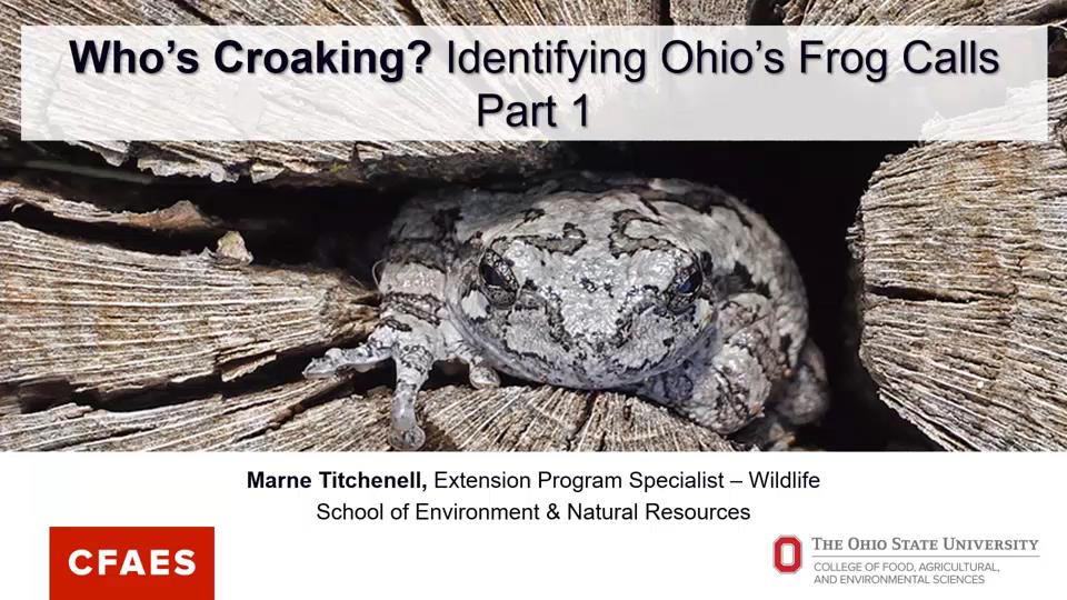 North American Frog Calls