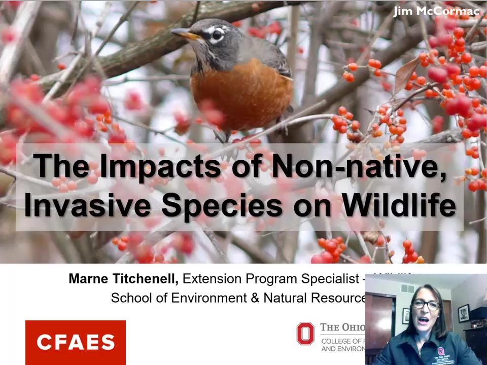 The Impacts of Non-Native, Invasive Species on Wildlife