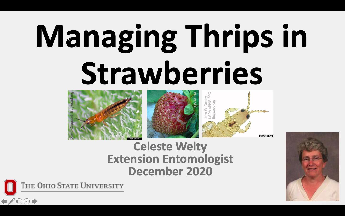 Managing thrips in strawberries
